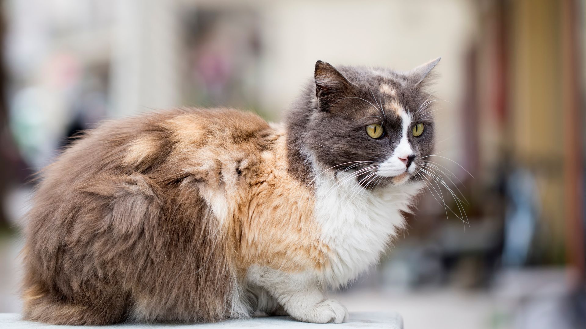 Spelts & Masters Veterinary Clinic FAQs