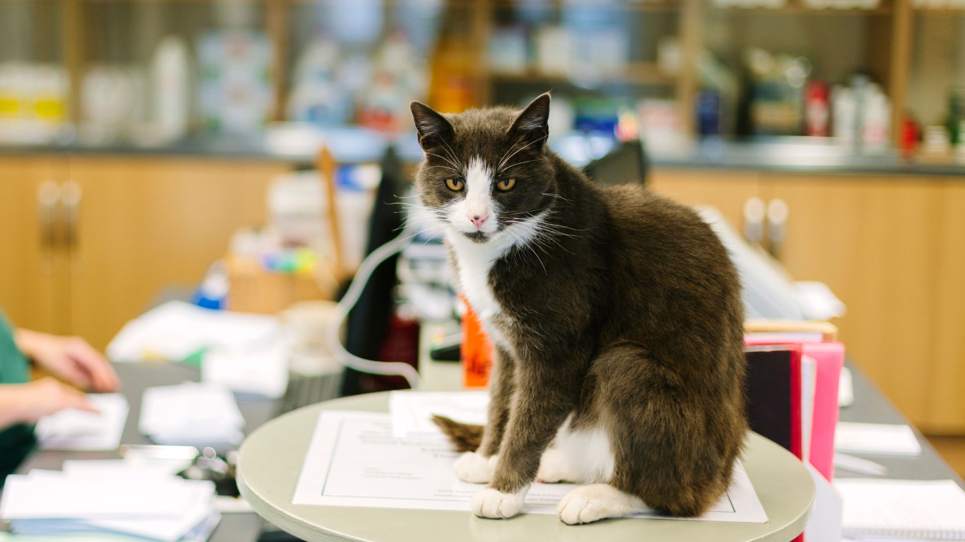 Veterinarian In Albany, GA 31707 | Spelts & Masters Veterinary Clinic