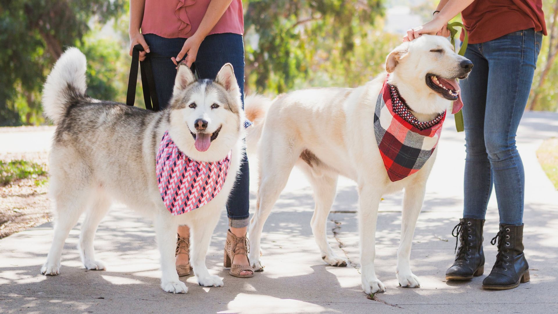 Pet Wellness In Albany, GA 31707 | Spelts & Masters Veterinary Clinic